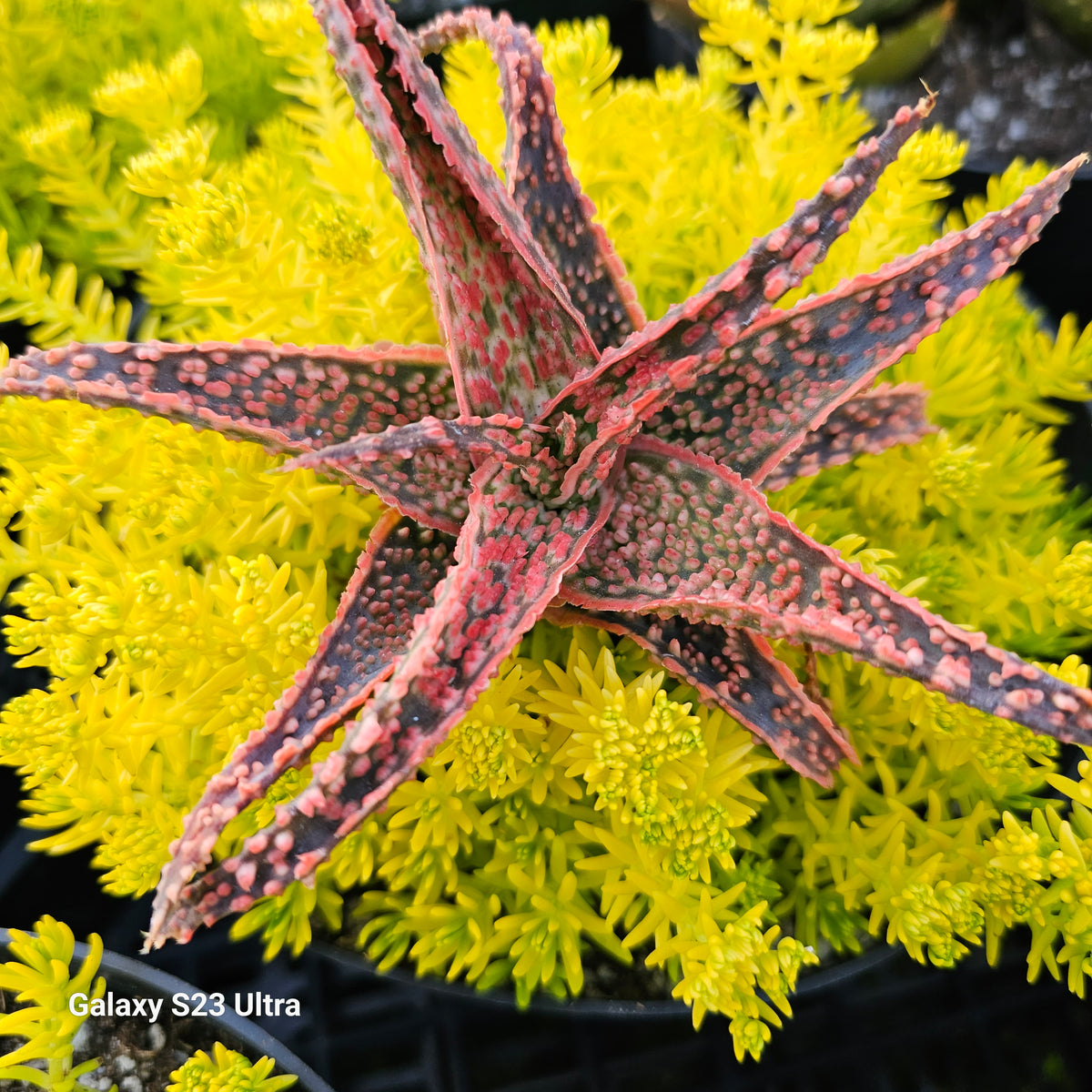 Aloe Crimson Dragon – AceMegaSucculents