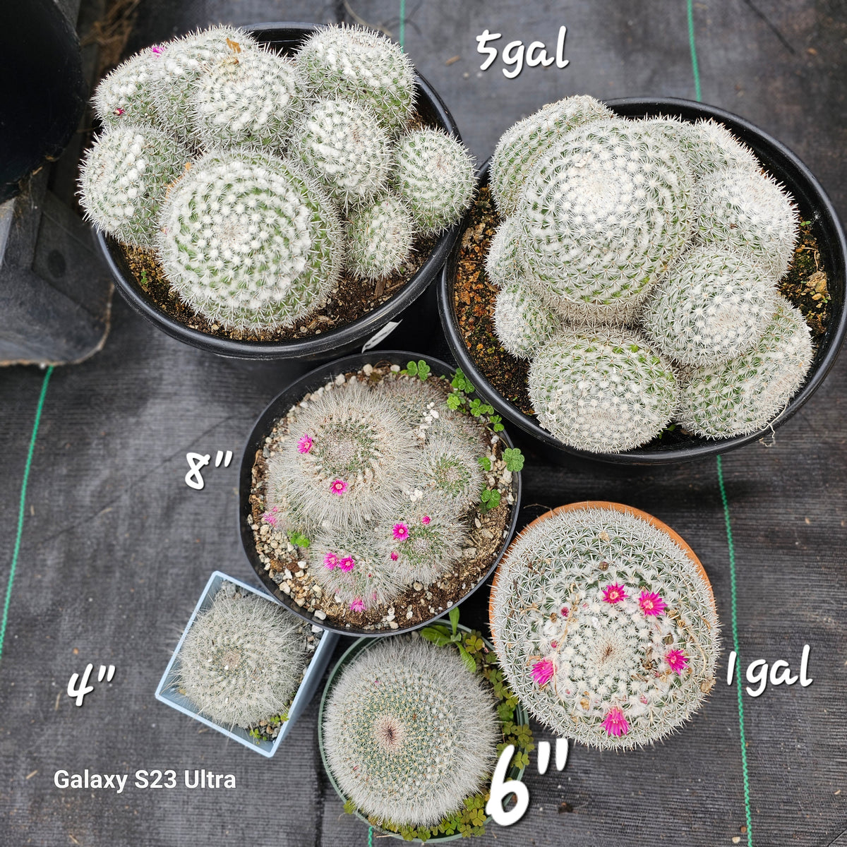 Mammillaria Senilis Clumping Cactus / Owl cactus – AceMegaSucculents