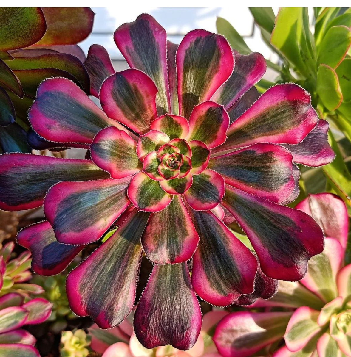 Aeonium chanel – AceMegaSucculents