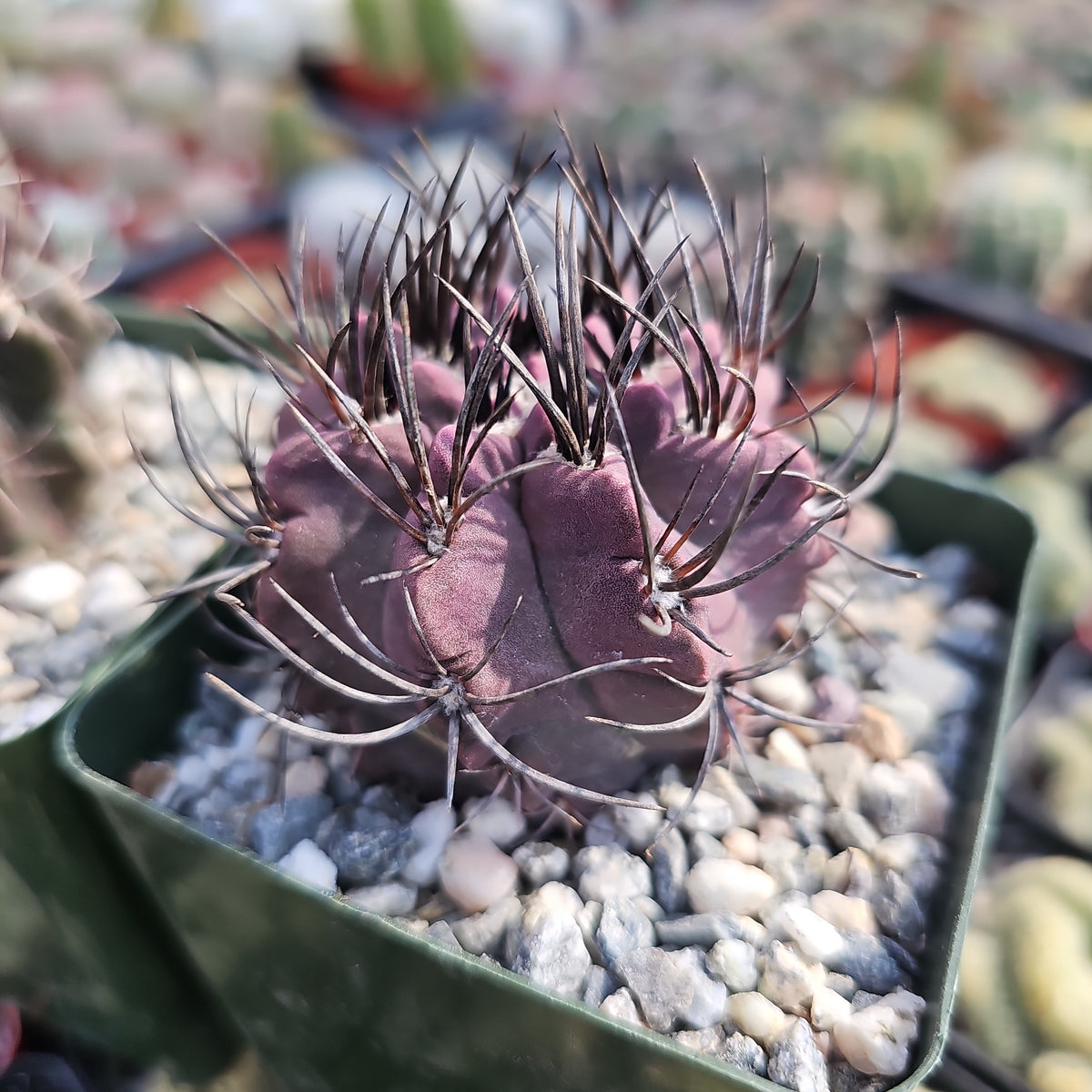 Neoporteria jussieui – AceMegaSucculents