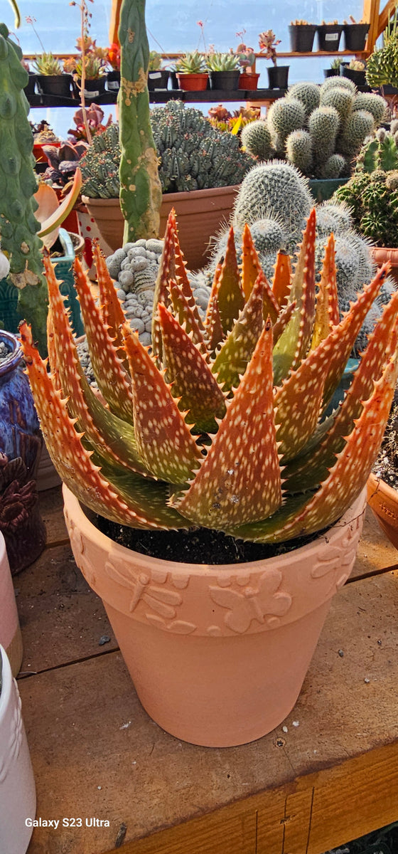 Aloe Apache – AceMegaSucculents