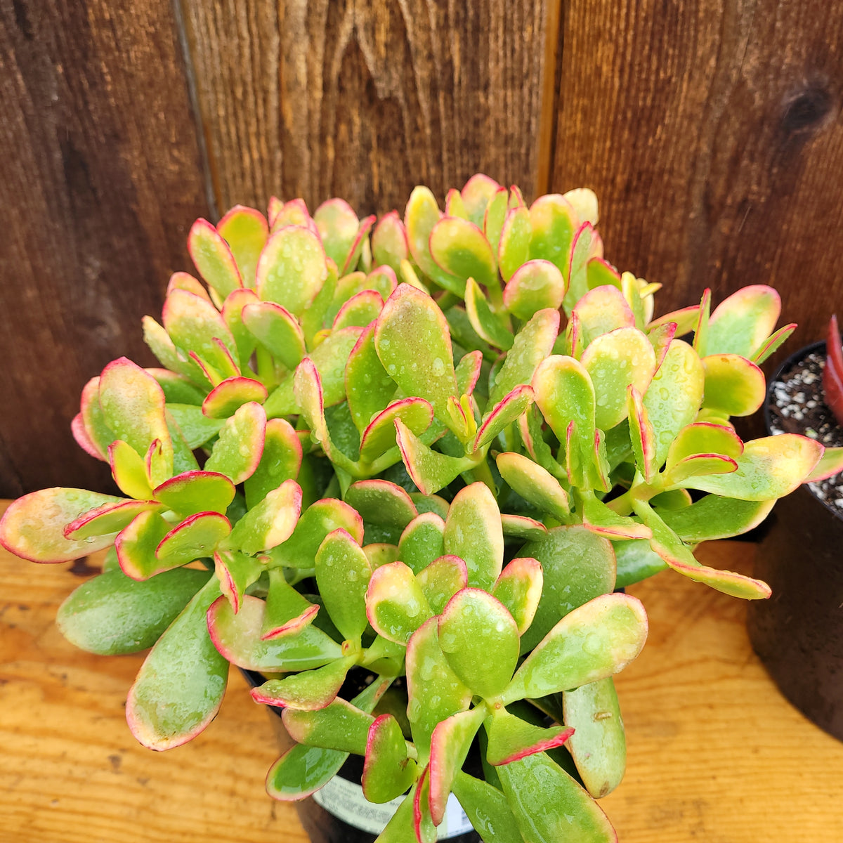 Hummel Sunset Jade – AceMegaSucculents