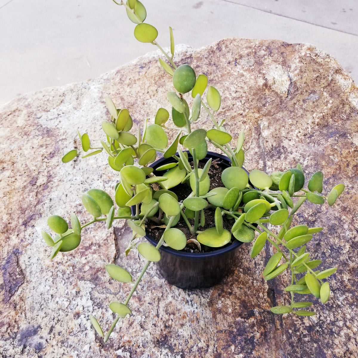 SILVER COIN 1 GAL – AceMegaSucculents