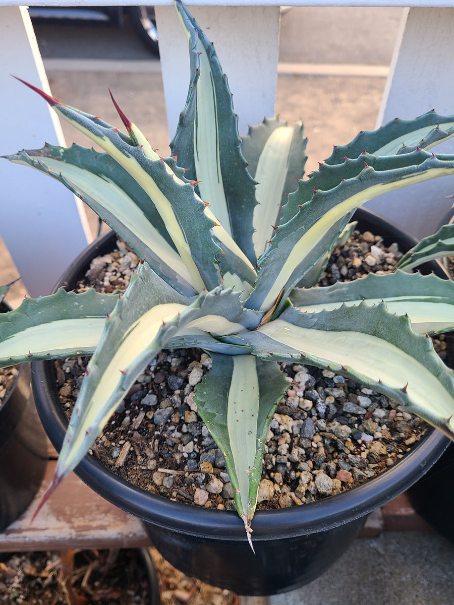 Agave americana medio-picta 'Alba 5gal – AceMegaSucculents