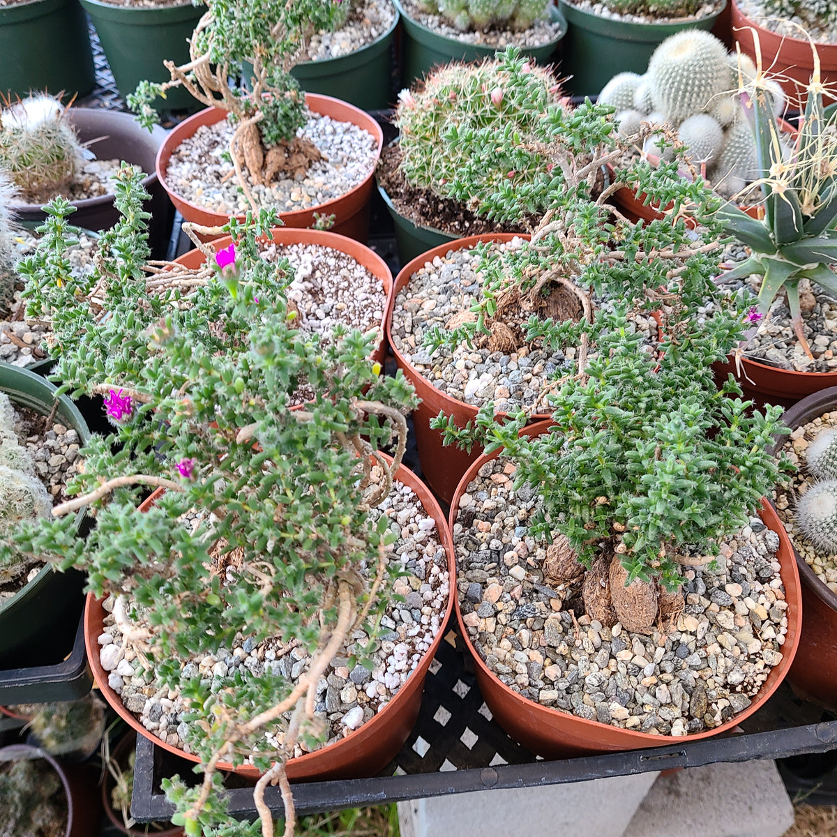 Trichodiadema bulbosum 'African Bonsai, “ – AceMegaSucculents