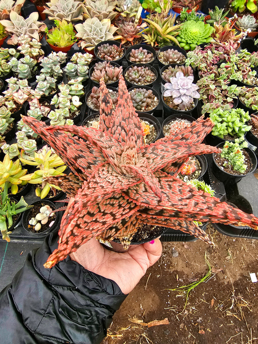 Aloe Firecrackers – AceMegaSucculents