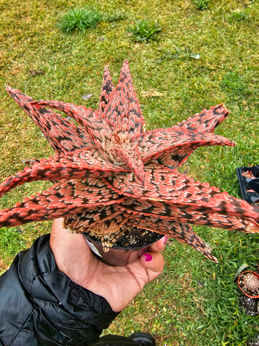 Aloe Firecrackers – AceMegaSucculents