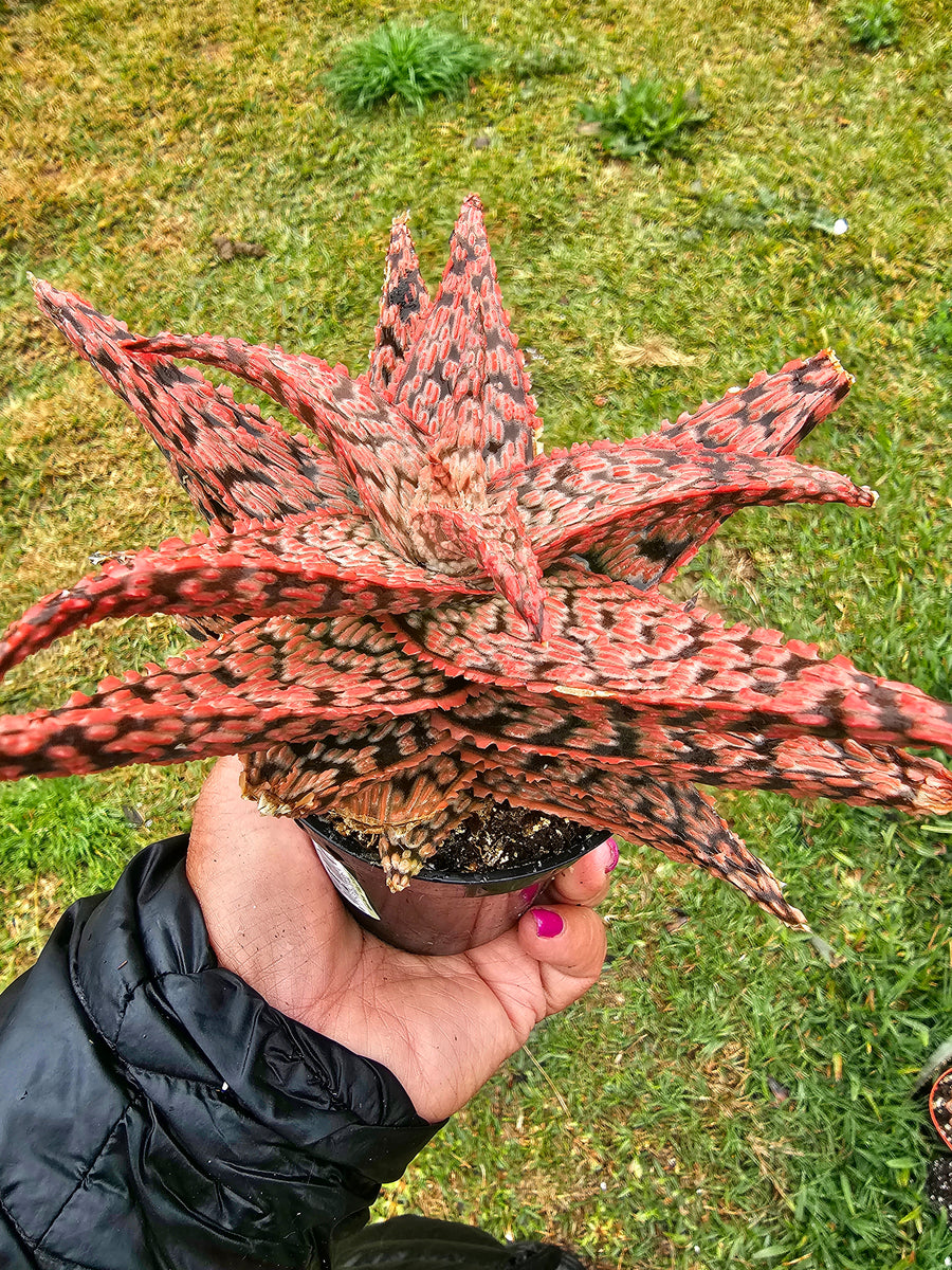 Aloe Firecrackers – AceMegaSucculents