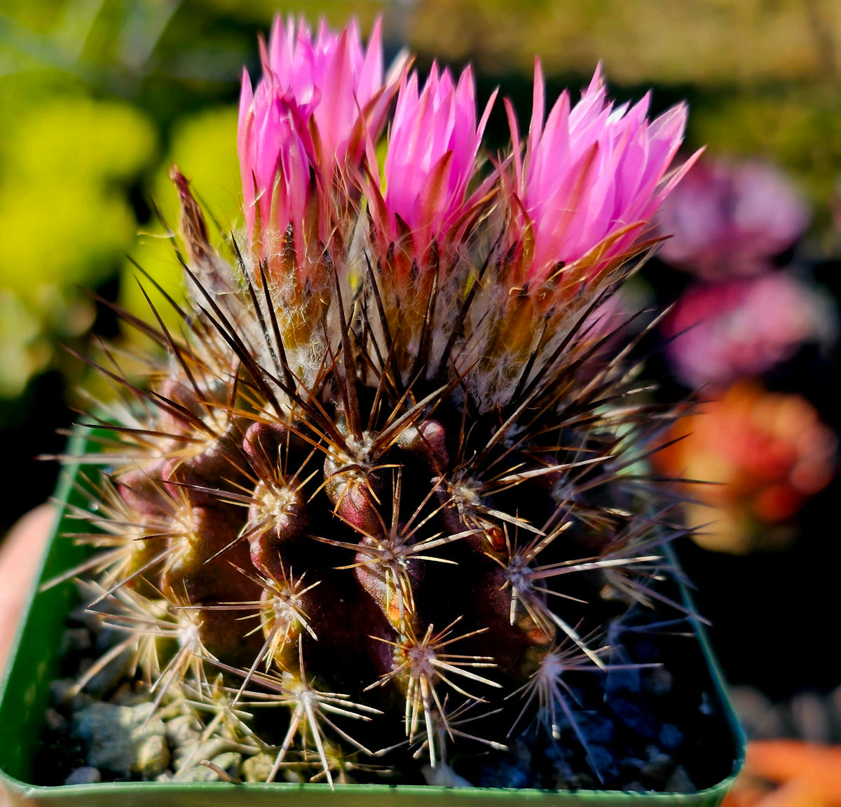 Neoporteria subgibbosa – AceMegaSucculents