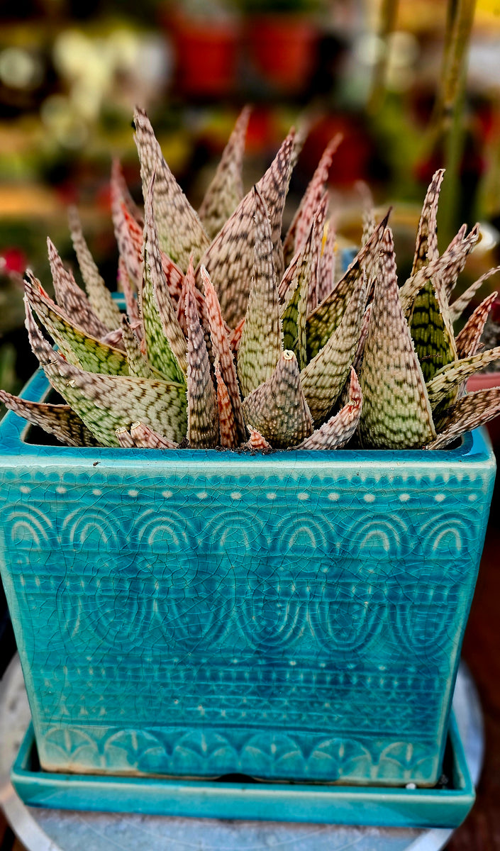 Aloe Delta Lights – AceMegaSucculents