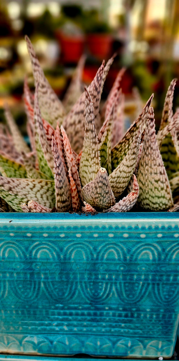 Aloe Delta Lights – AceMegaSucculents