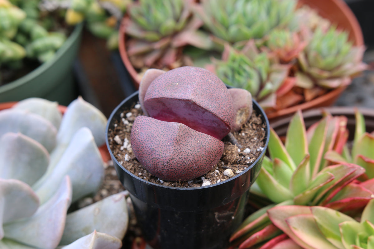 Lithops Split Top Mimicry Purple – AceMegaSucculents